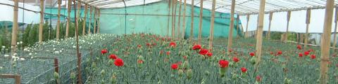 Welcome | Floriculture Development Center | Godabari
